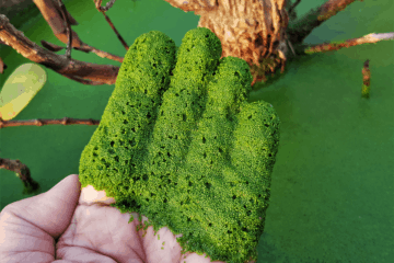Discovering the World's Smallest Flowering Plant - Wolffia Globosa