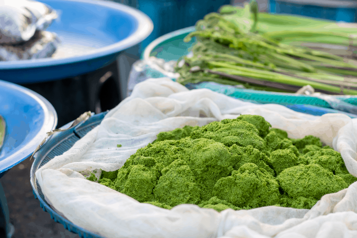 Discovering the World's Smallest Flowering Plant - Wolffia Globosa