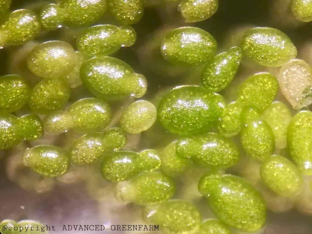 Wolffia Globosa (Duckweed) All you need to know about this miracle ...