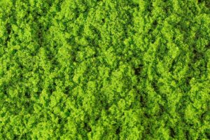 Wolffia Cheesecake {Vegan B12 Source} - Holistic Chef Academy