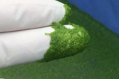 Discovering the World's Smallest Flowering Plant - Wolffia Globosa