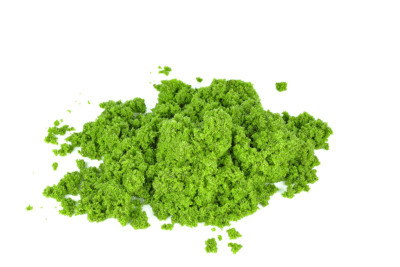 Discovering the World's Smallest Flowering Plant - Wolffia Globosa