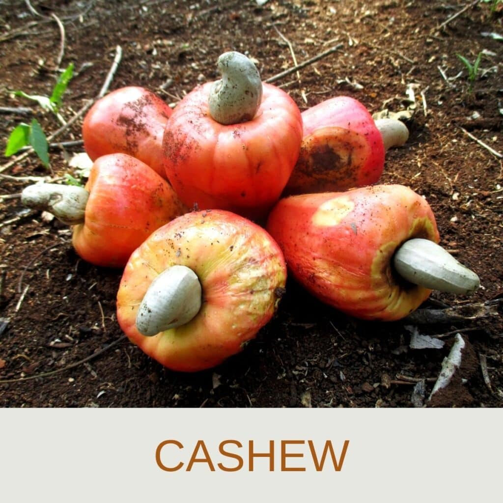 Cashew Nut Inspiration - Holistic Chef Academy