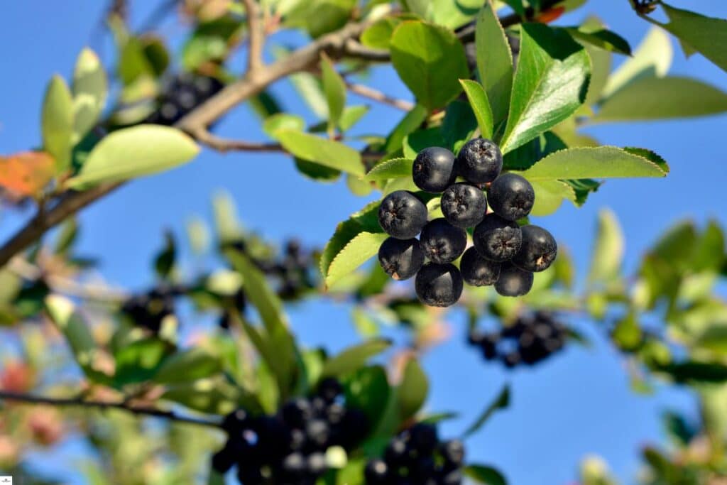 Aronia Berries: A Superfood for Cardiovascular Health - Holistic Chef ...